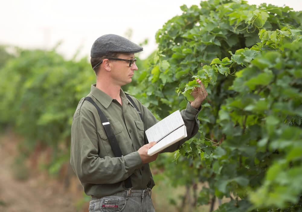 Le succès des vins français : exportations, clés marketing et ...