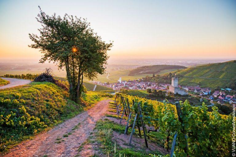 La Route des Vins d’Alsace fête ses 70 ans avec Alsace Rocks : la ...